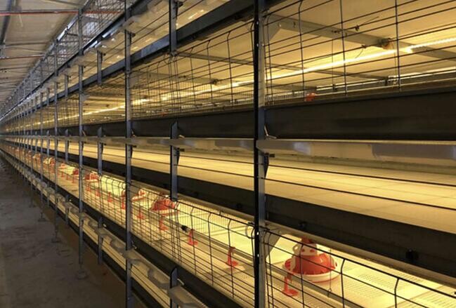 broiler cage,broiler battery cage,poultry battery cage