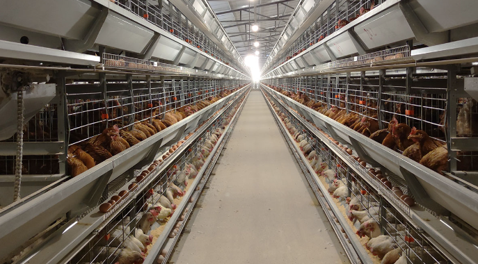 broiler cage,broiler battery cage,poultry battery cage