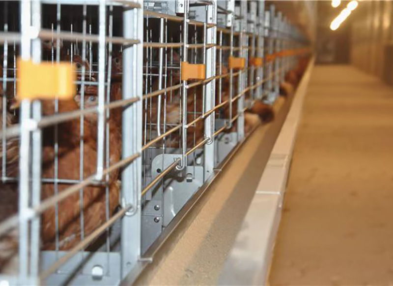 Egg laying chicken rearing system , Pullet rearing system , Broiler ...