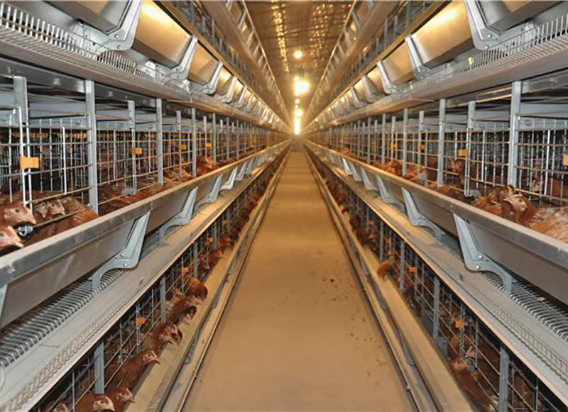 Egg laying chicken rearing system , Pullet rearing system , Broiler ...