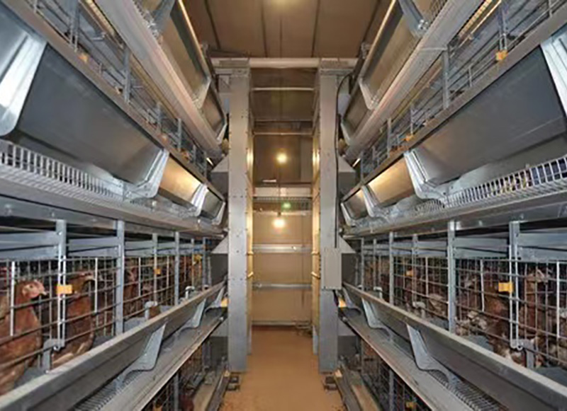 Egg laying chicken rearing system , Pullet rearing system , Broiler ...