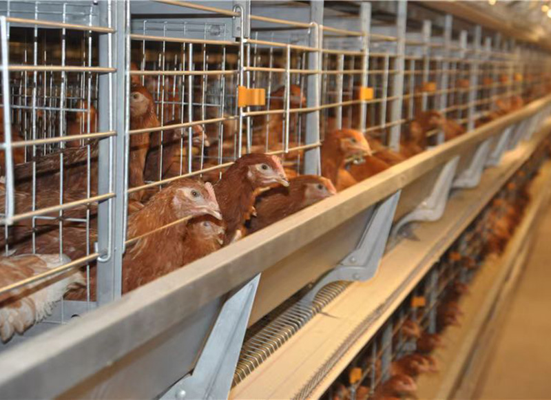 Egg laying chicken rearing system , Pullet rearing system , Broiler ...